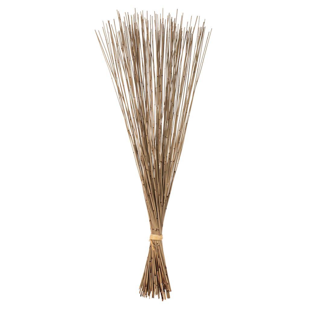 Vickerman 649268 - Dried and Preserved Reed / Bamboo | LightBulbs.com